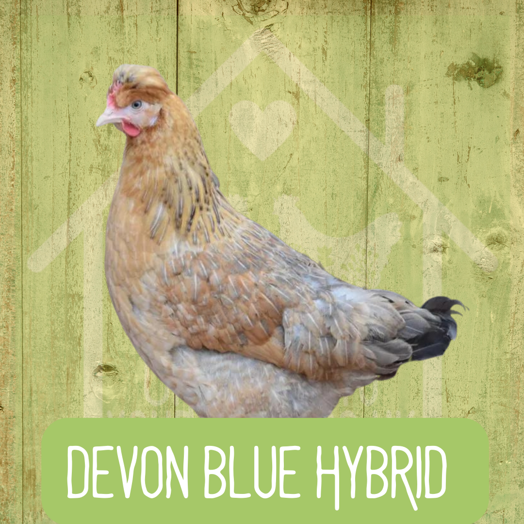 Devon Blue 2026 - Chickens to Your Door