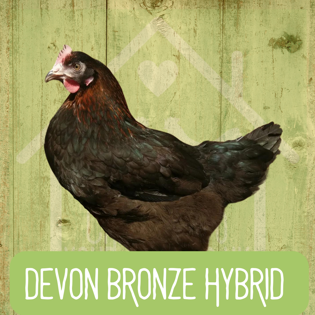 Devon Bronze 2026 - Chickens to Your Door