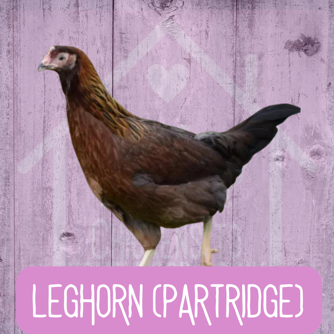 Partridge Leghorn 2026 - Chickens to Your Door
