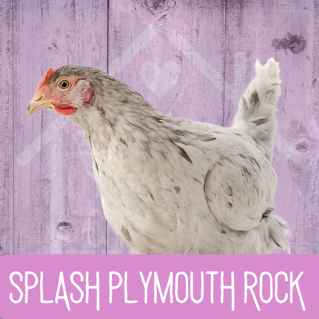 Splash Plymouth Rock 2026 - Chickens to Your Door