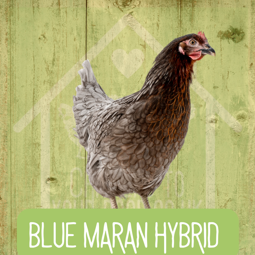Blue Maran 2026 - Chickens to Your Door