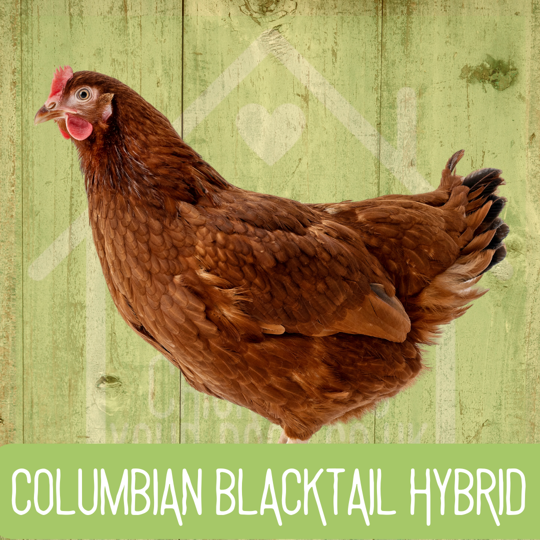 Columbian Blacktail 2026 - Chickens to Your Door