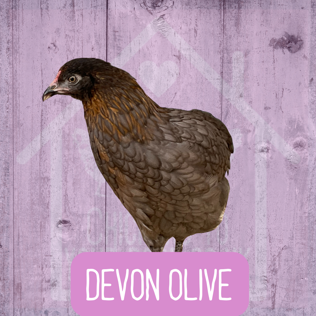 Devon Olive 2026 - Chickens to Your Door