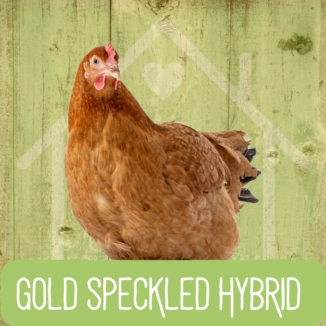 Speckledy Gold 2026 - Chickens to Your Door