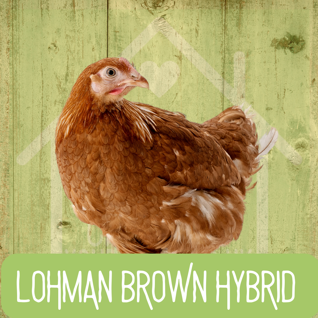 Lohmann Brown 2026 - Chickens to Your Door