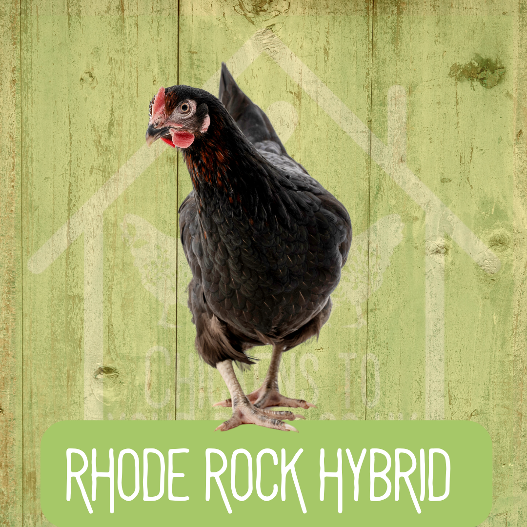 Rhode Rock 2026 - Chickens to Your Door