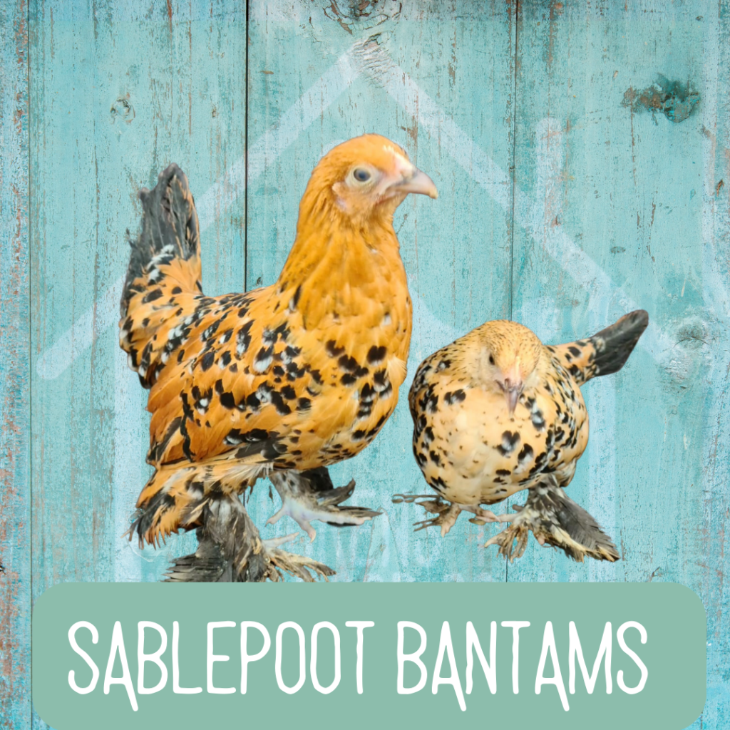 Sablepoot Bantams 2026 - Chickens to Your Door