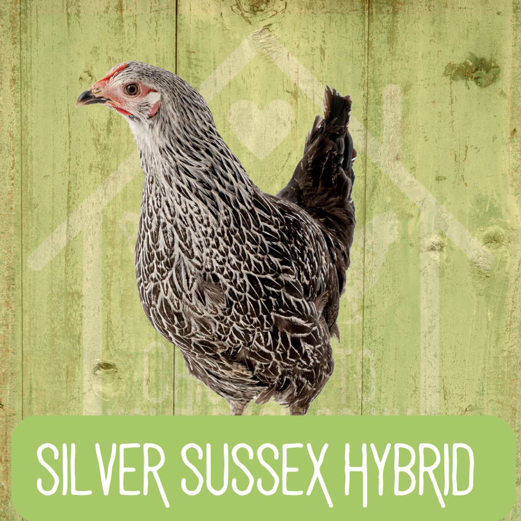 Silver Sussex 2026 - Chickens to Your Door