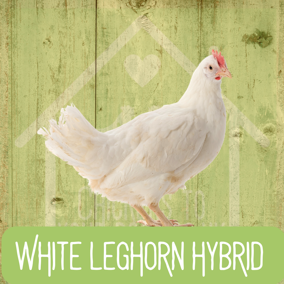 White Leghorn 2026 - Chickens to Your Door