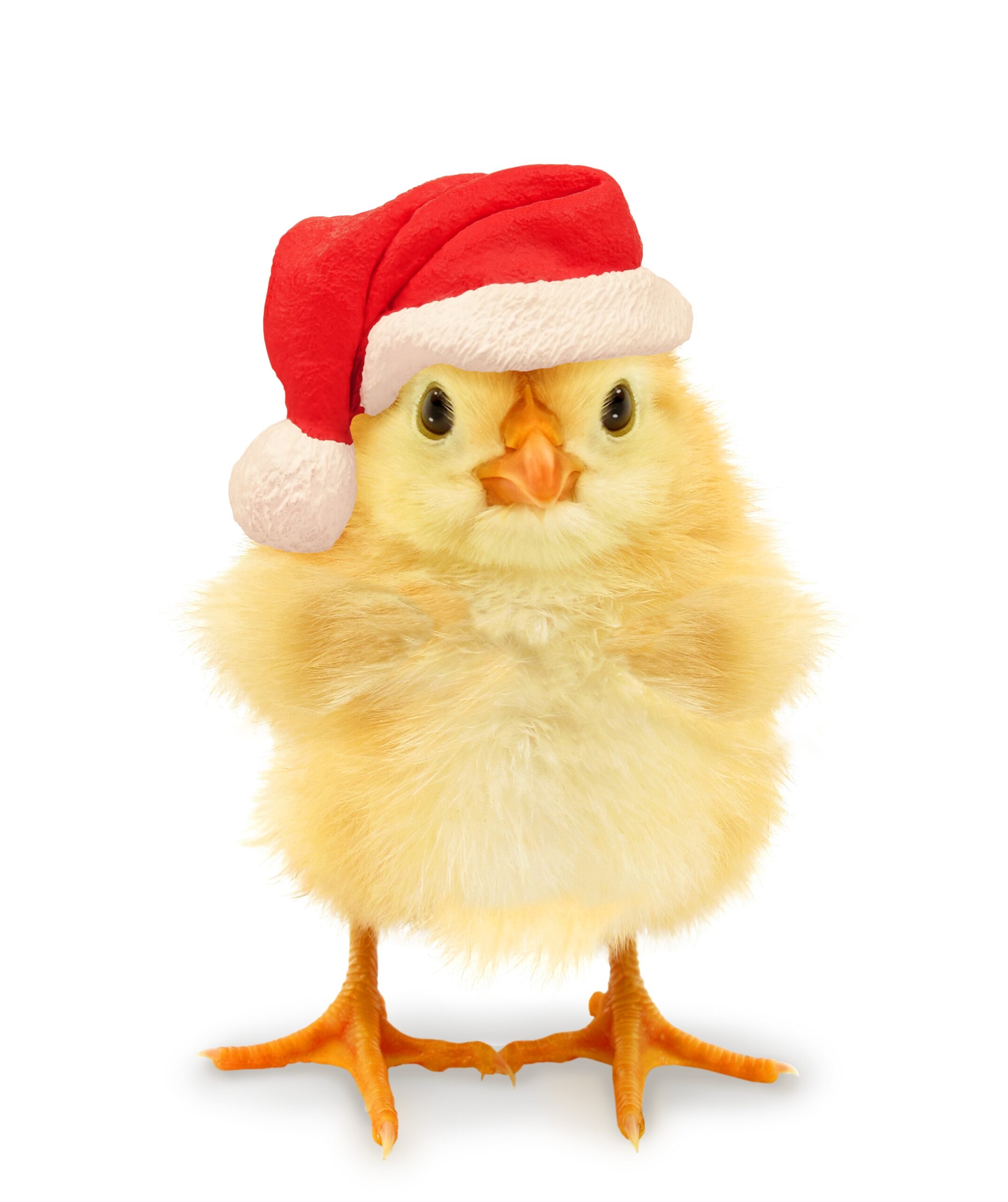 Crazy,Chick,Santa,Claus,With,Red,Christmas,Hat,Trendy,Concept ...
