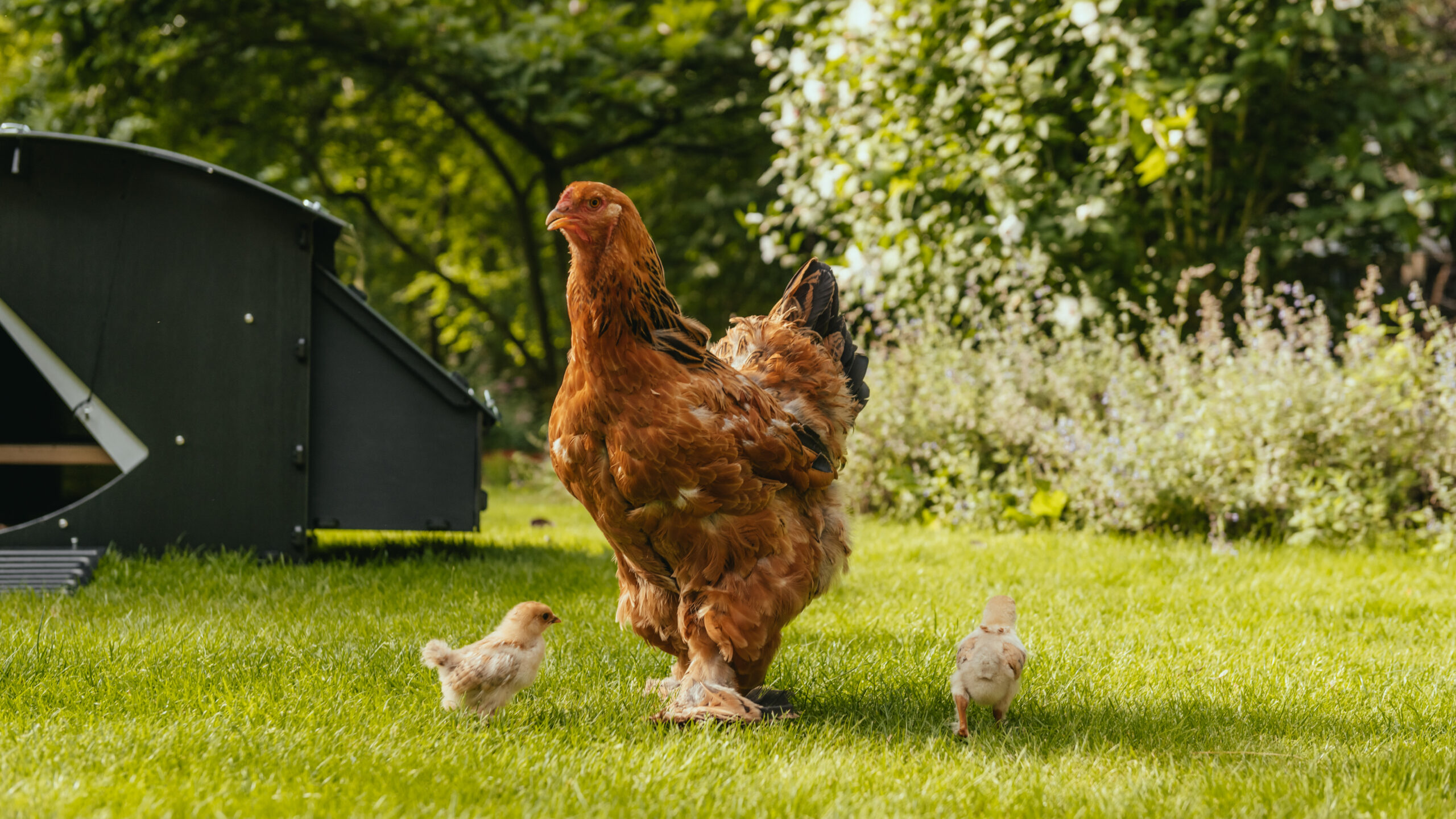 Large Ground Coop by Nestera – Chickens to Your Door