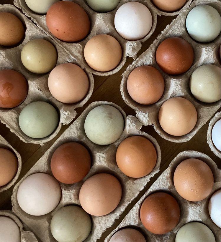 The Devon Trio - Chickens to Your Door