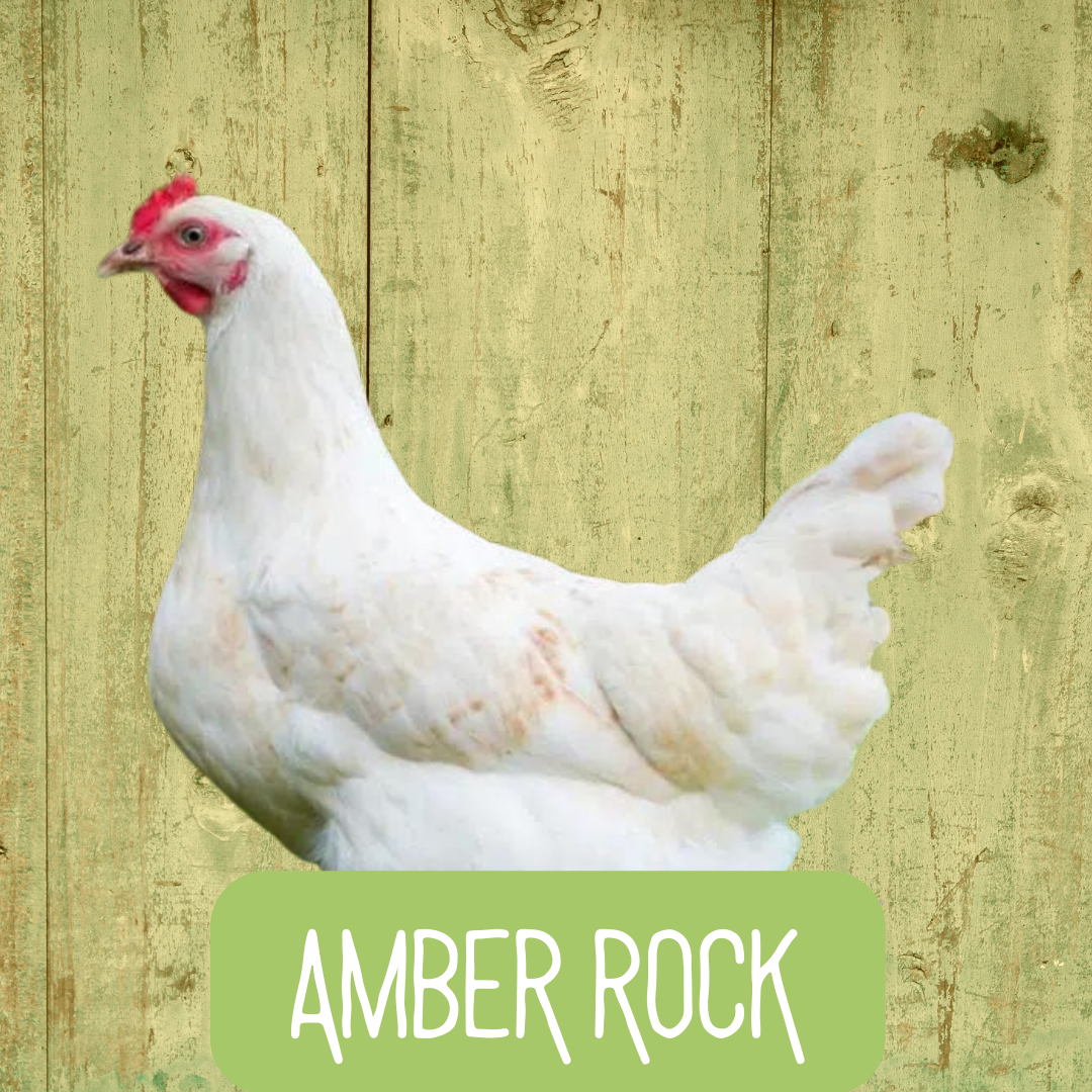 Amber Rock 2026 - Chickens to Your Door