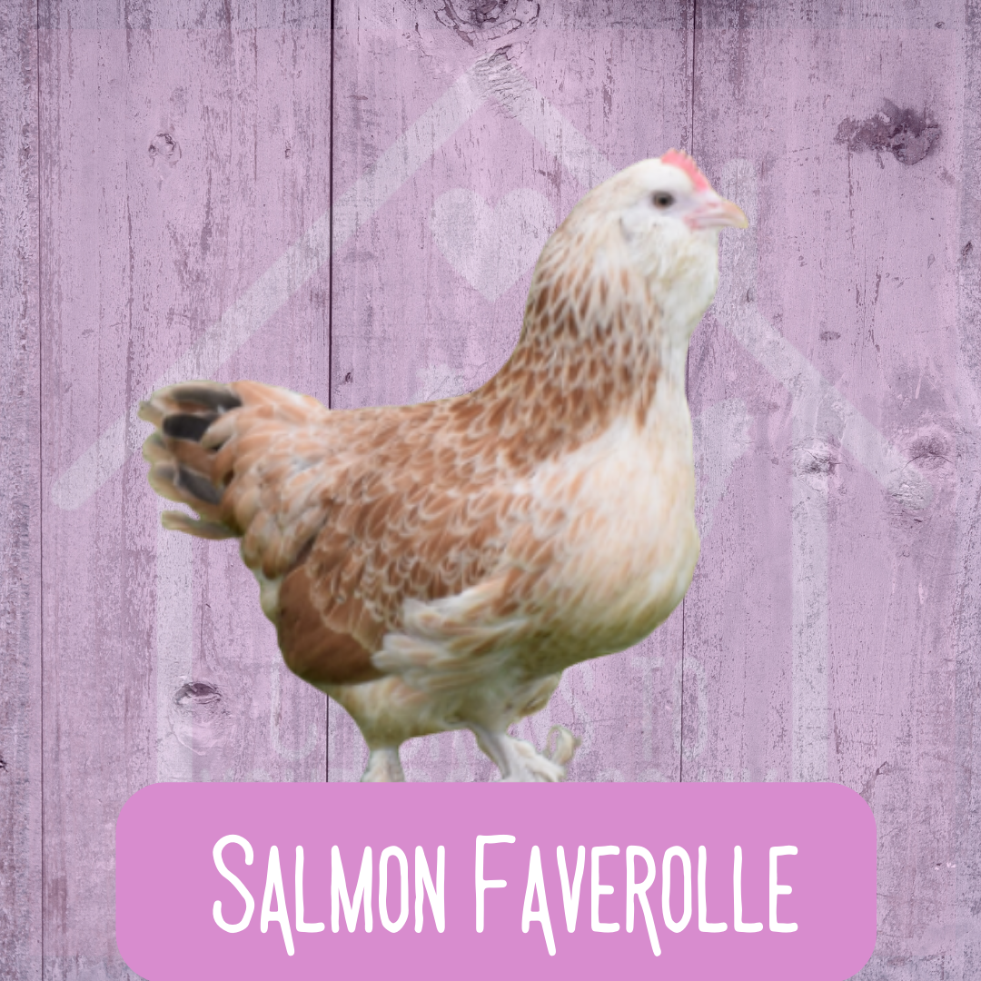 Faverolles Large Fowl 2026 - Chickens to Your Door