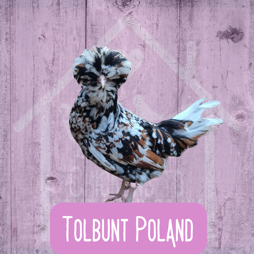 Tolbunt Poland 2026 - Chickens to Your Door