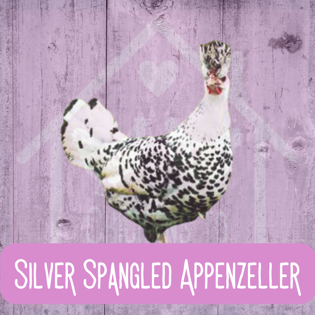 Silver Spangled Appenzeller 2026 - Chickens to Your Door