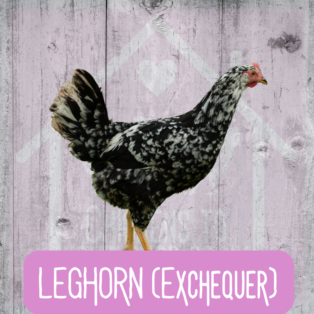 Exchequer Leghorn 2026 - Chickens to Your Door
