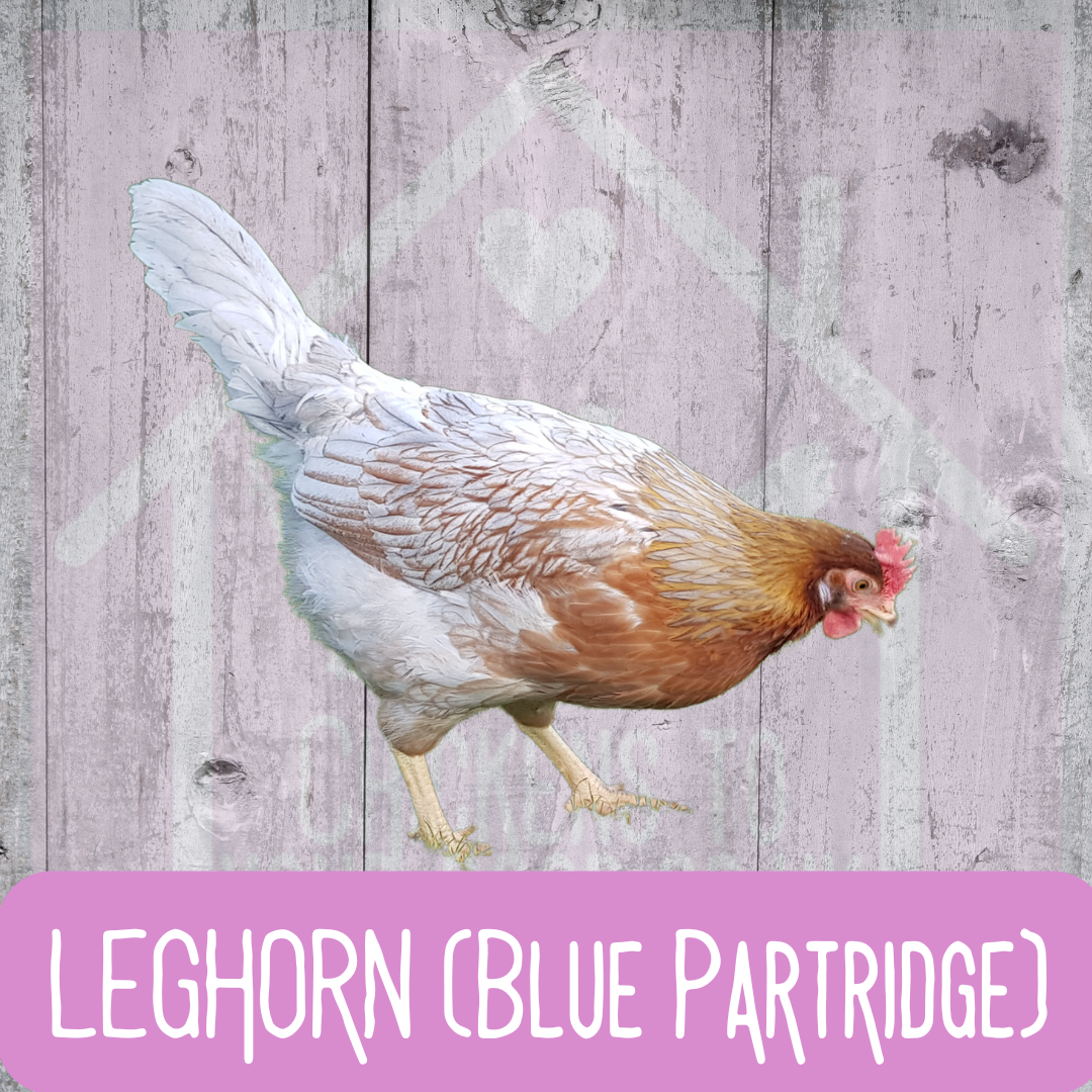 Blue Partridge Leghorn 2026 - Chickens to Your Door