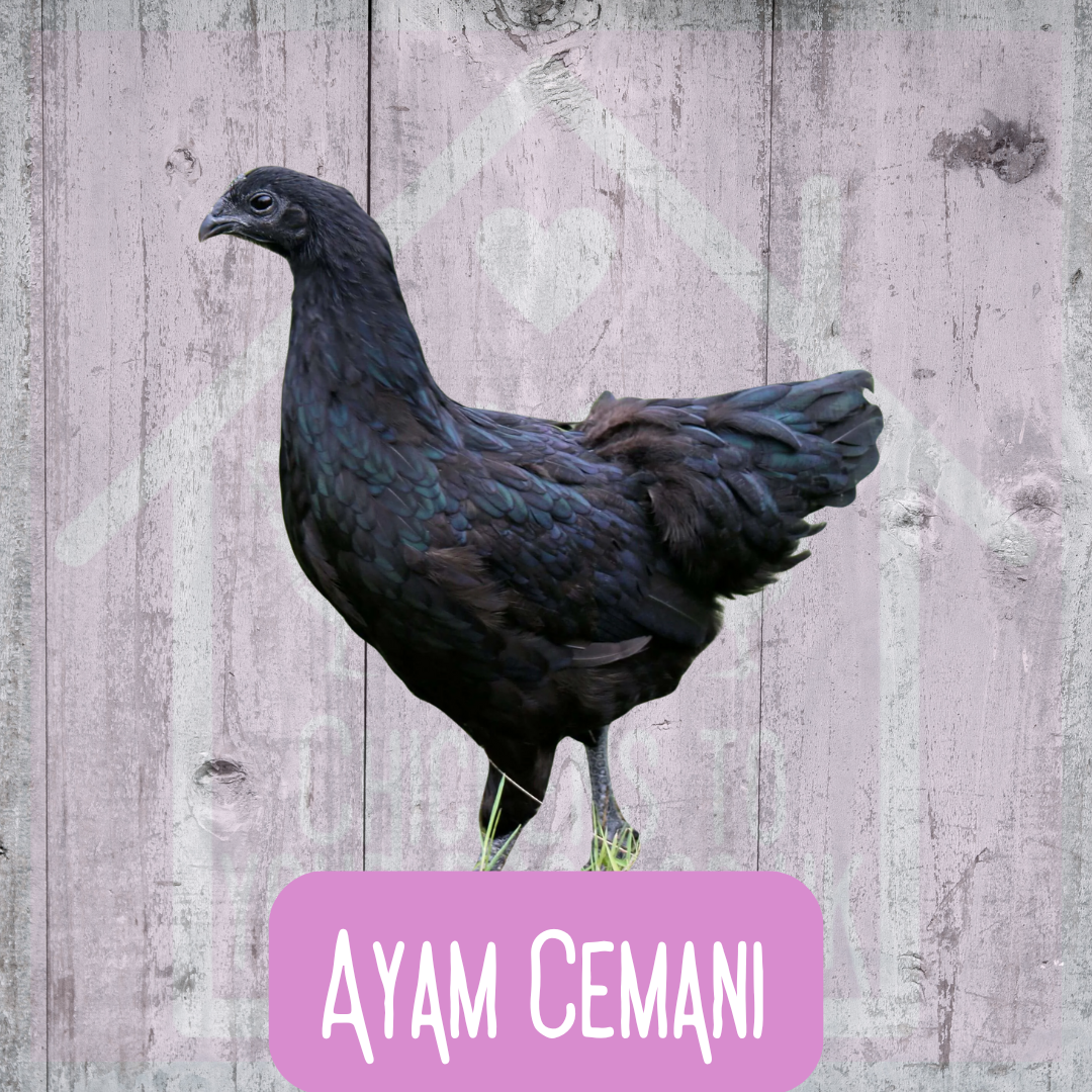 Ayam Cemani 2026 - Chickens to Your Door