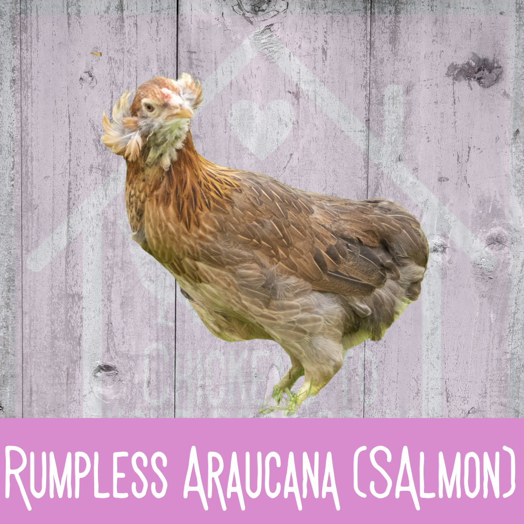 Rumpless Araucana 2026 - Chickens to Your Door