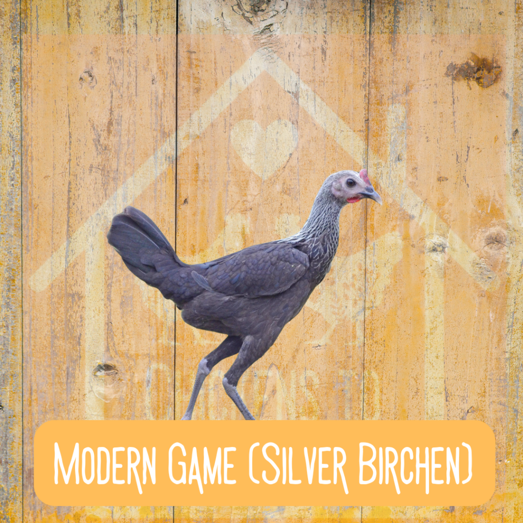 Modern Game 2026 - Chickens to Your Door