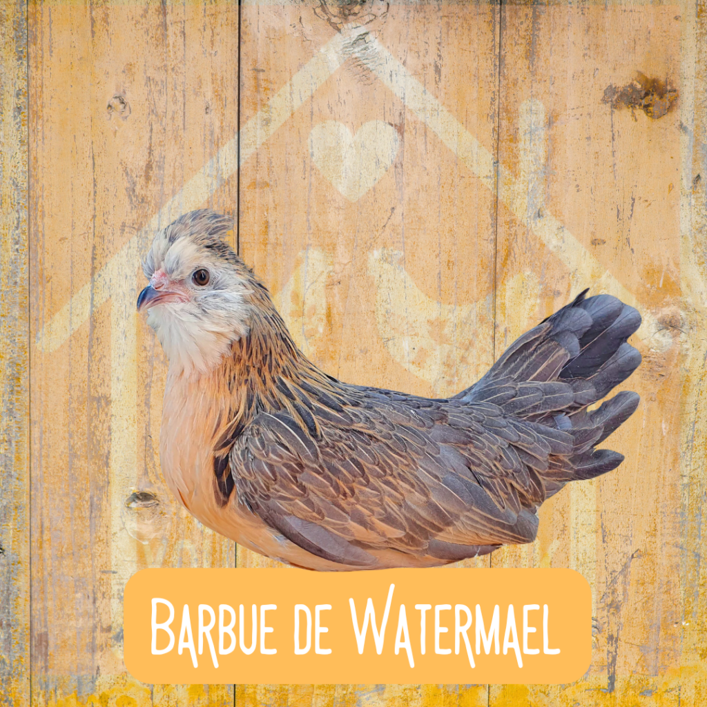 Belgian Bantam - Barbue de Watermael 2026 - Chickens to Your Door